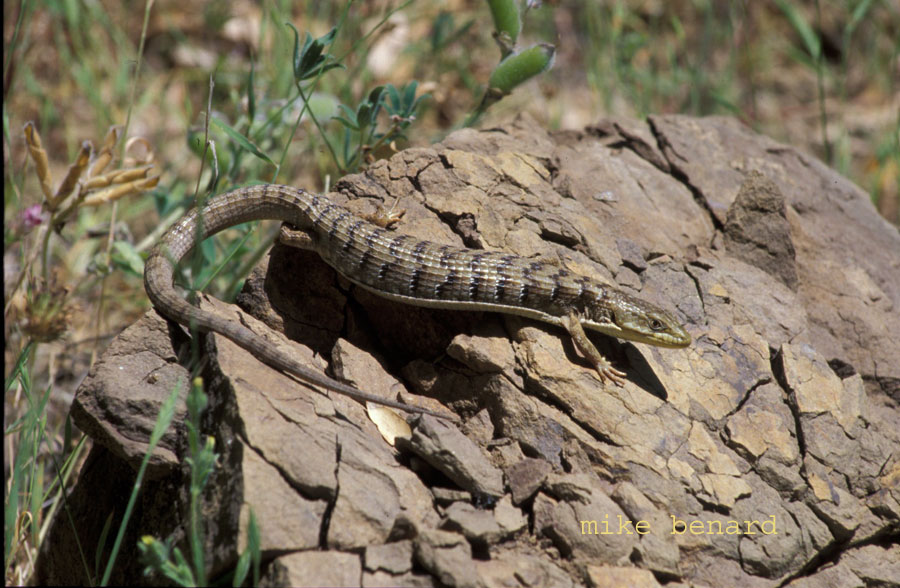 Lizards of Quail Ridge