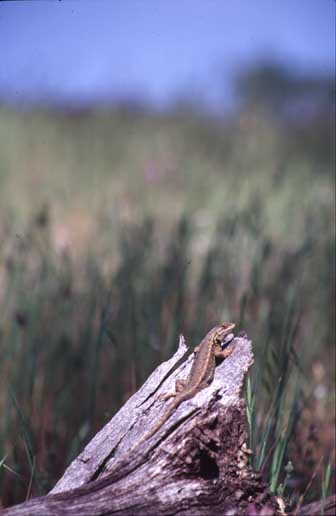 Lizards of Quail Ridge